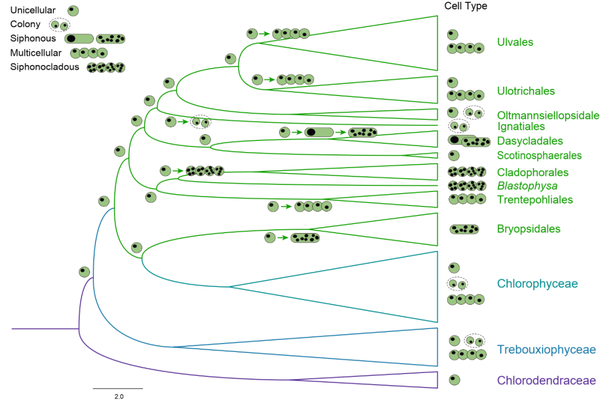 Nature Commun | 南京师范大学钟伯坚团队揭示绿色海藻的起源和演化历史 - 知乎