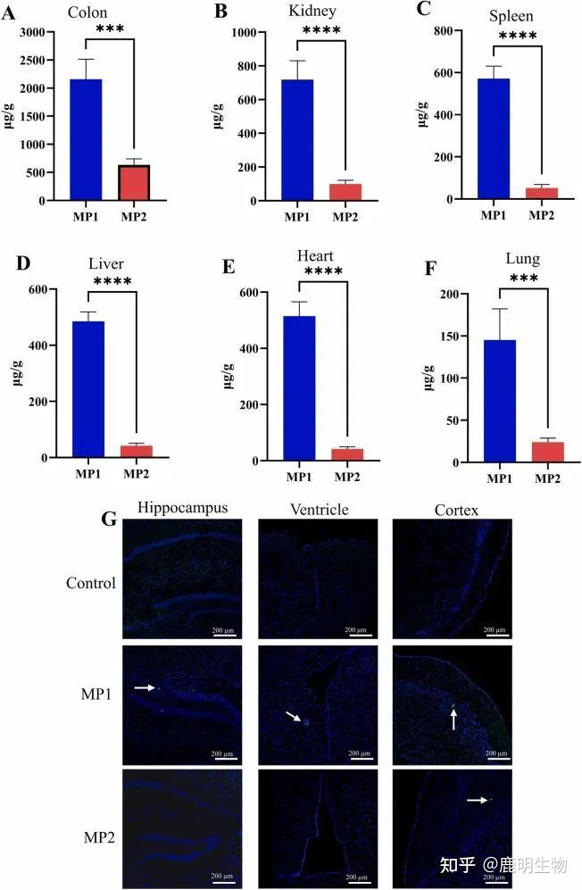 项目文章 | 鹿明生物多组学探究微塑料毒性机制 - 知乎
