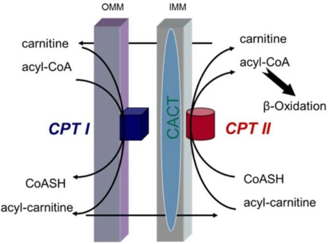 肉碱棕榈酰转移酶 2 (CPT2) 缺乏症：引起婴儿肝衰竭伴低酮性低血糖、癫痫、心肌病的长链脂肪酸氧化障碍疾病 - 知乎