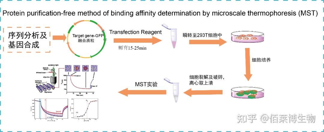 蛋白与药物互作专题八：免纯化微量热泳动 (MST) 和细胞热迁移 (CETSA) 在分子互作中的应用 - 知乎