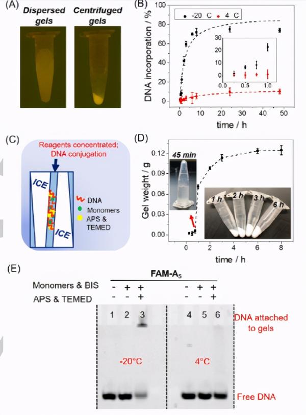 滑铁卢大学刘珏文《Angew》无修饰DNA的冷冻辅助偶联纳米凝胶，传感DNA和汞离子 - 知乎