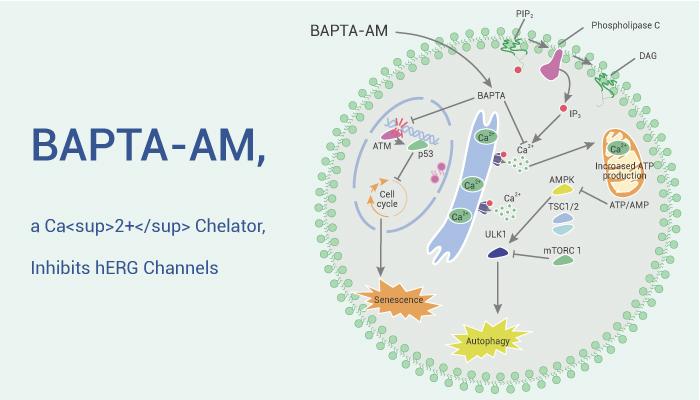 BAPTA-AM（Ca2+ 螯合剂， hERG通道抑制剂） - 知乎