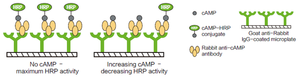 CatchPoint cAMP荧光检测试剂盒应用方案解析 - 知乎