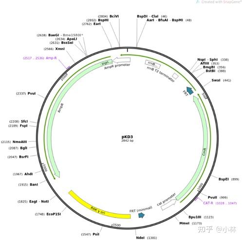 大肠杆菌Red同源重组技术 - 知乎