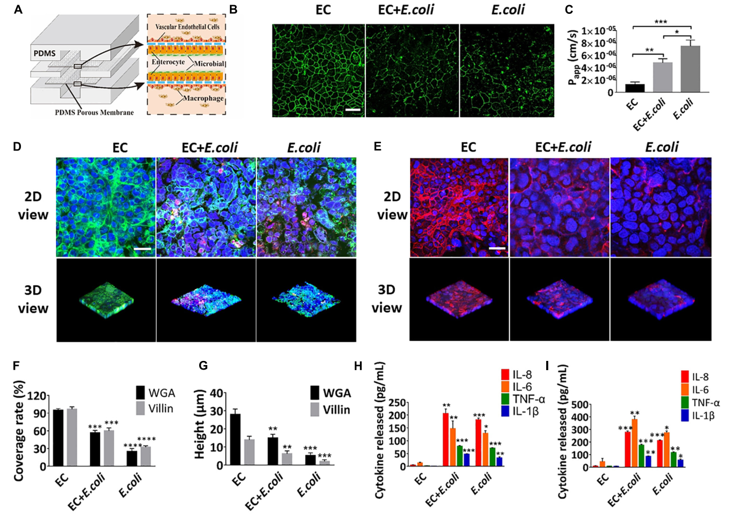 【器官芯片】肠道菌群微流控芯片模型构建 - 知乎