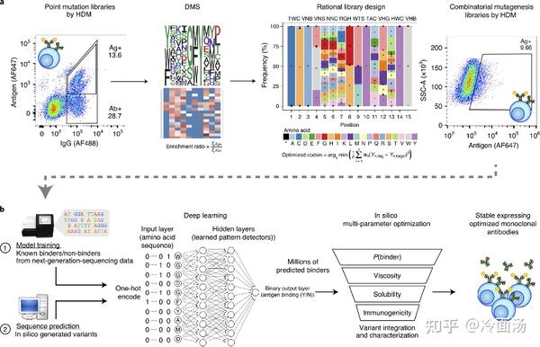 Optimization of therapeutic antibodies by predicting antigen ...