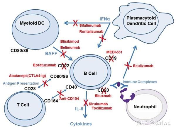 研究和治疗 - 系统性红斑狼疮（SLE）的传统和新兴疗法 - 知乎