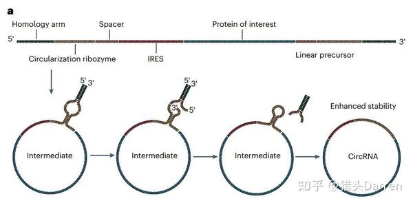 mRNA纳米药物全景解读 - 知乎