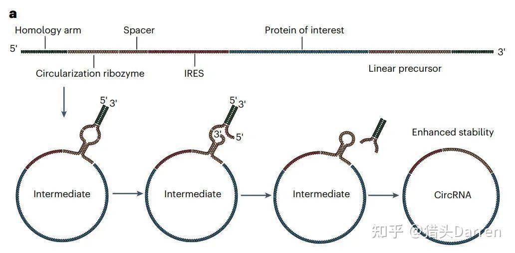 mRNA纳米药物全景解读 - 知乎