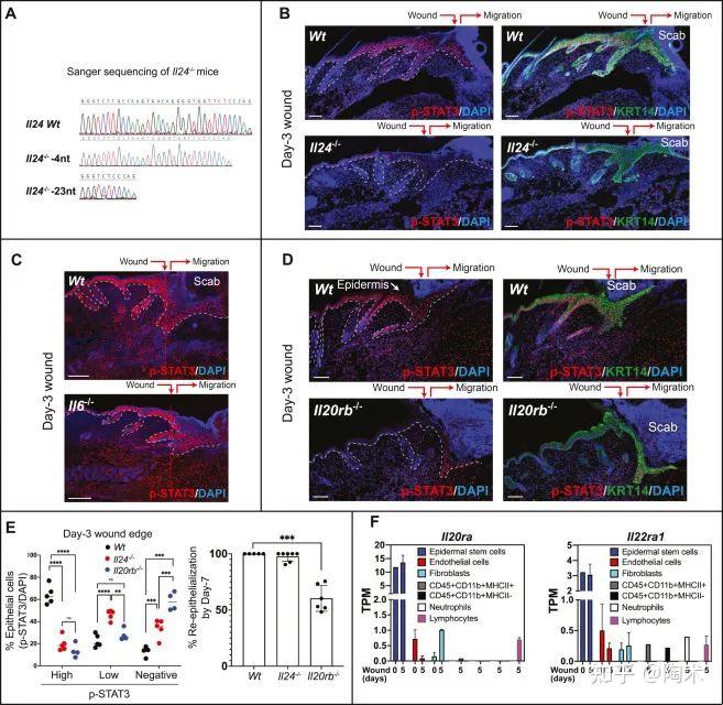 意外！伤口修复机制大揭秘，控制氧气浓度即可加速伤口愈合？ - 知乎