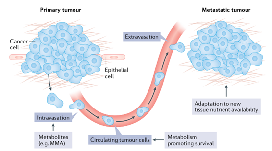 文献分享丨Nat Rev Cancer肿瘤代谢：展望未来 - 知乎