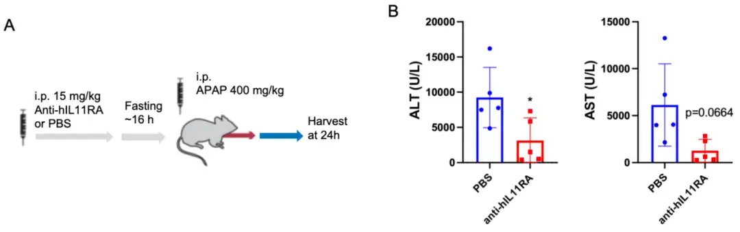 Nature新发现！促炎蛋白IL-11意外解锁衰老密码？ - 知乎