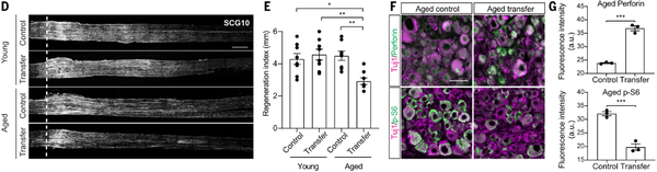 Science：为什么老年人神经损伤后难以恢复？可逆的CD8+ T细胞与神经元交流导致衰老依赖的神经再生衰退 - 知乎