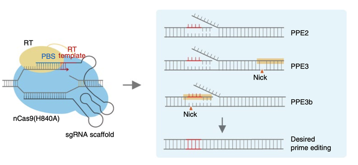 Prime Editing（先导编辑）植物细胞内的应用和优化 - 知乎