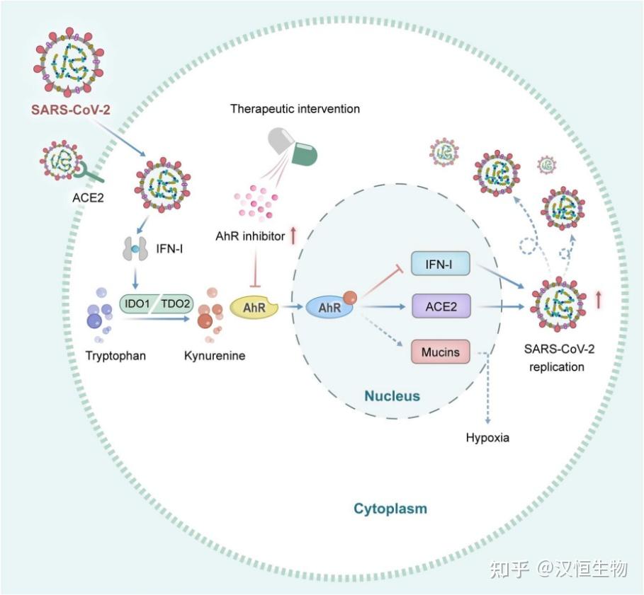 Science Advances|AhR或可成为新型冠状病毒感染治疗靶标 - 知乎