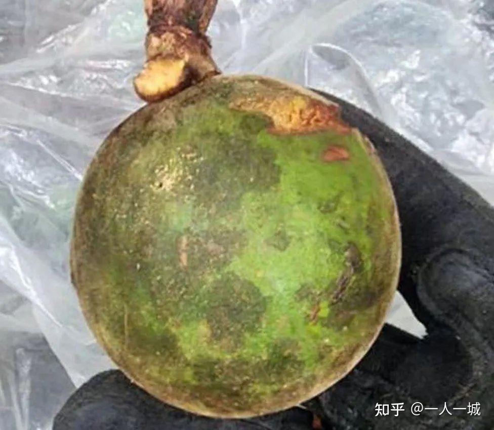 人类奇迹！意外坠机后，4 个孩子在亚马逊丛林独自生存40天终于获救。最大的13岁，最小的11个月，他们背后的故事震撼全球媒体…… - 知乎