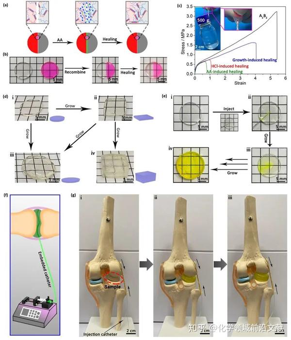 电子科技大学崔家喜教授团队adv Funct Mater :交替生长水凝胶尺寸和性能的原位后调节 知乎