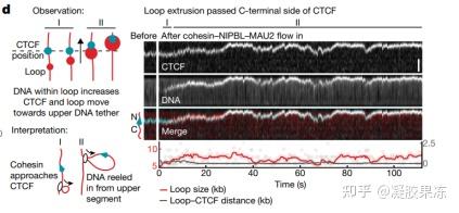 文献阅读随记：CTCF is a DNA-tension-dependent barrier to cohesin-mediated loop ...