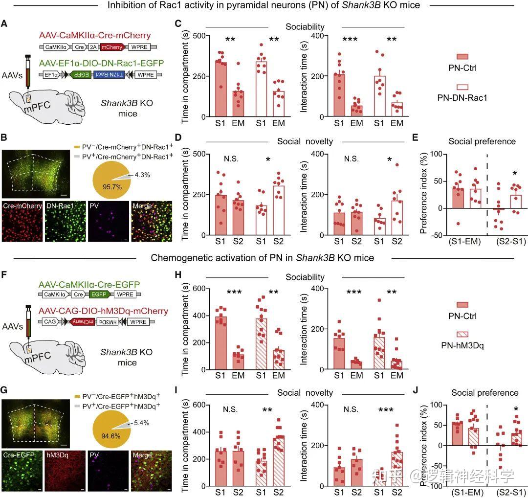 Cell Rep︱李斐/李伟广/张孝勇/梅兵团队合作提出基于突触细胞生物学特征的自闭症社交障碍分型标准 - 知乎