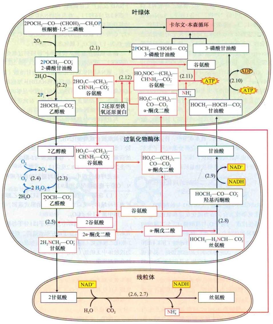 聊聊RuBisCO - 知乎