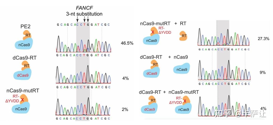 分离式的prime editor系统的灵活性极大增强，包装尺寸更小！ - 知乎