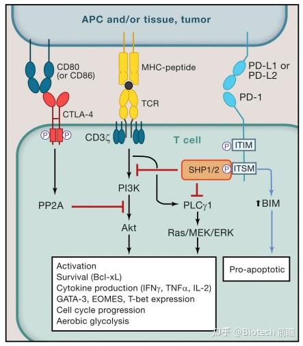 PD-L2丨激活和抑制T细胞的双能性，背后机制浅析 - 知乎