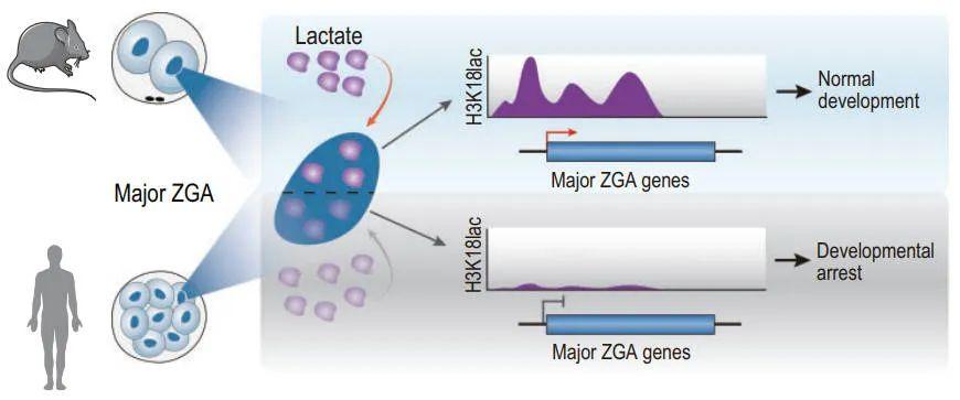 Natl Sci Rev | 多位学者联合揭示乳酸通过H3K18la调控早期胚胎发育过程 - 知乎