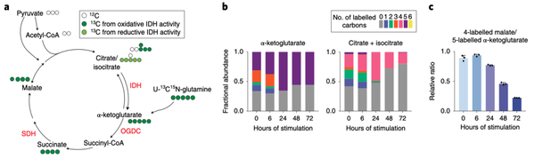 Nature Metabolism丨巨噬细胞响应脂多糖和干扰素-γ刺激的两阶段代谢重塑 - 知乎