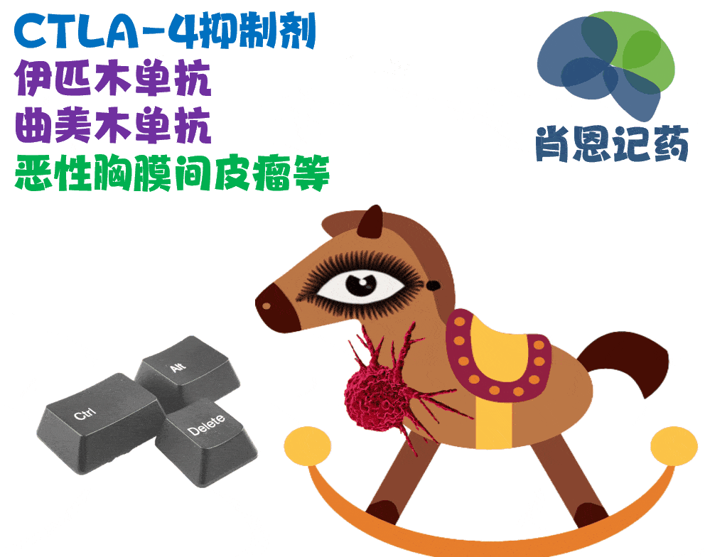 记住所有FDA生物药 | 免疫检查点CTLA-4抑制剂 | 伊匹木单抗、曲美木单抗 | 恶性胸膜间皮瘤等实体瘤 - 知乎