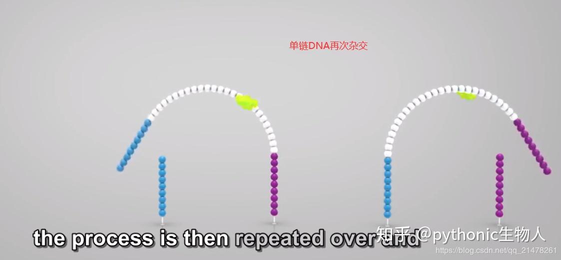 NGS测序原理02-簇生成（Cluster Generation） - 知乎