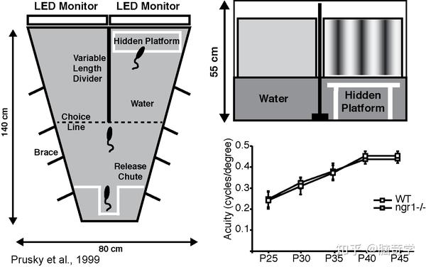 用于评估大小鼠视力的行为实验：视觉梯形水迷宫（Visual Water Task） - 知乎