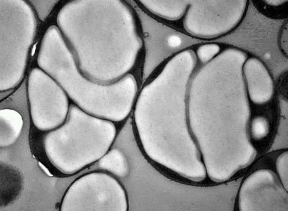 【连载】漫谈PHA(4)全自动细胞工厂——PHA的生物合成 - 知乎