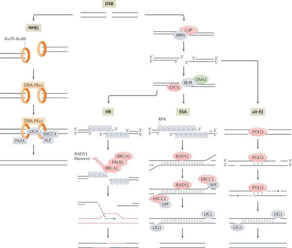 Nat Rev | 靶向癌症中的DNA损伤反应途径 - 知乎