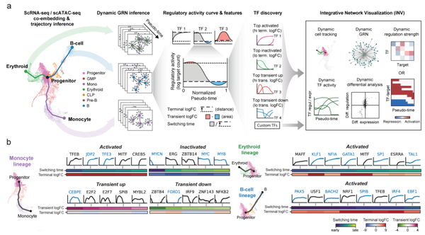 Dictys：单细胞多组学分析发育连续性的动态基因调控网络 - 知乎