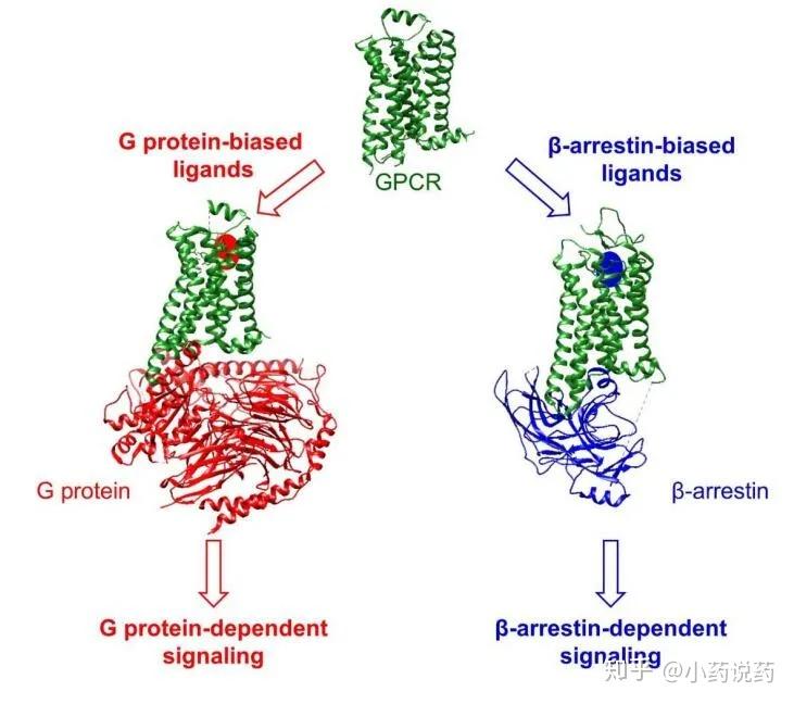 GPCR 是什么 结构是什么样子的？ - 知乎