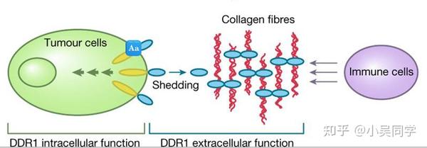 辉瑞领投DDR1抗体 - 知乎