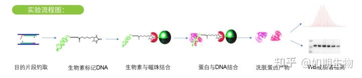 DNA pull down 实验 - 知乎
