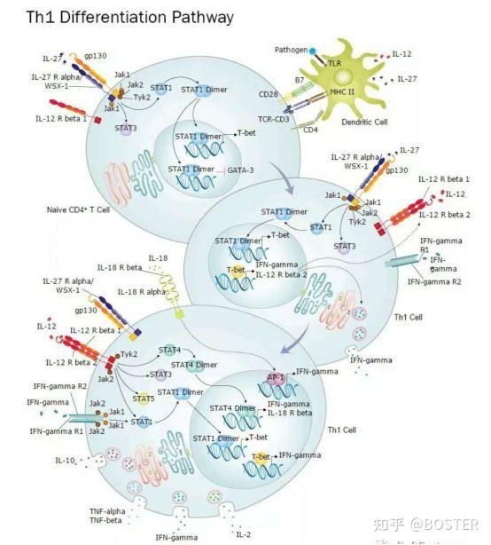 ELISA检测IL-12，选择p40还是p70? - 知乎