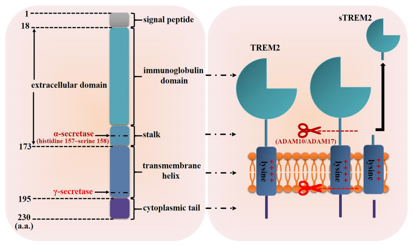 明星靶点TREM2，阿尔兹海默症和癌症治疗的新希望 - 知乎