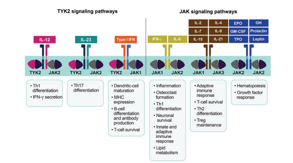 炎症性肠病治疗领域，TYK2靶点抑制剂冉冉升起！ - 知乎