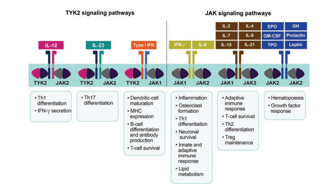炎症性肠病治疗领域，TYK2靶点抑制剂冉冉升起！ - 知乎