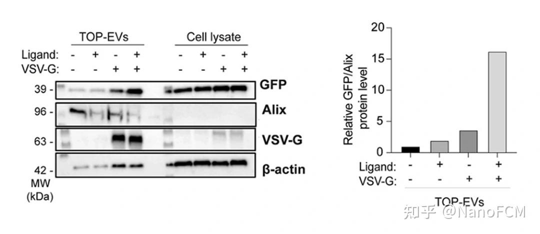 TOP-EVs：胞内蛋白质递送平台 - 知乎
