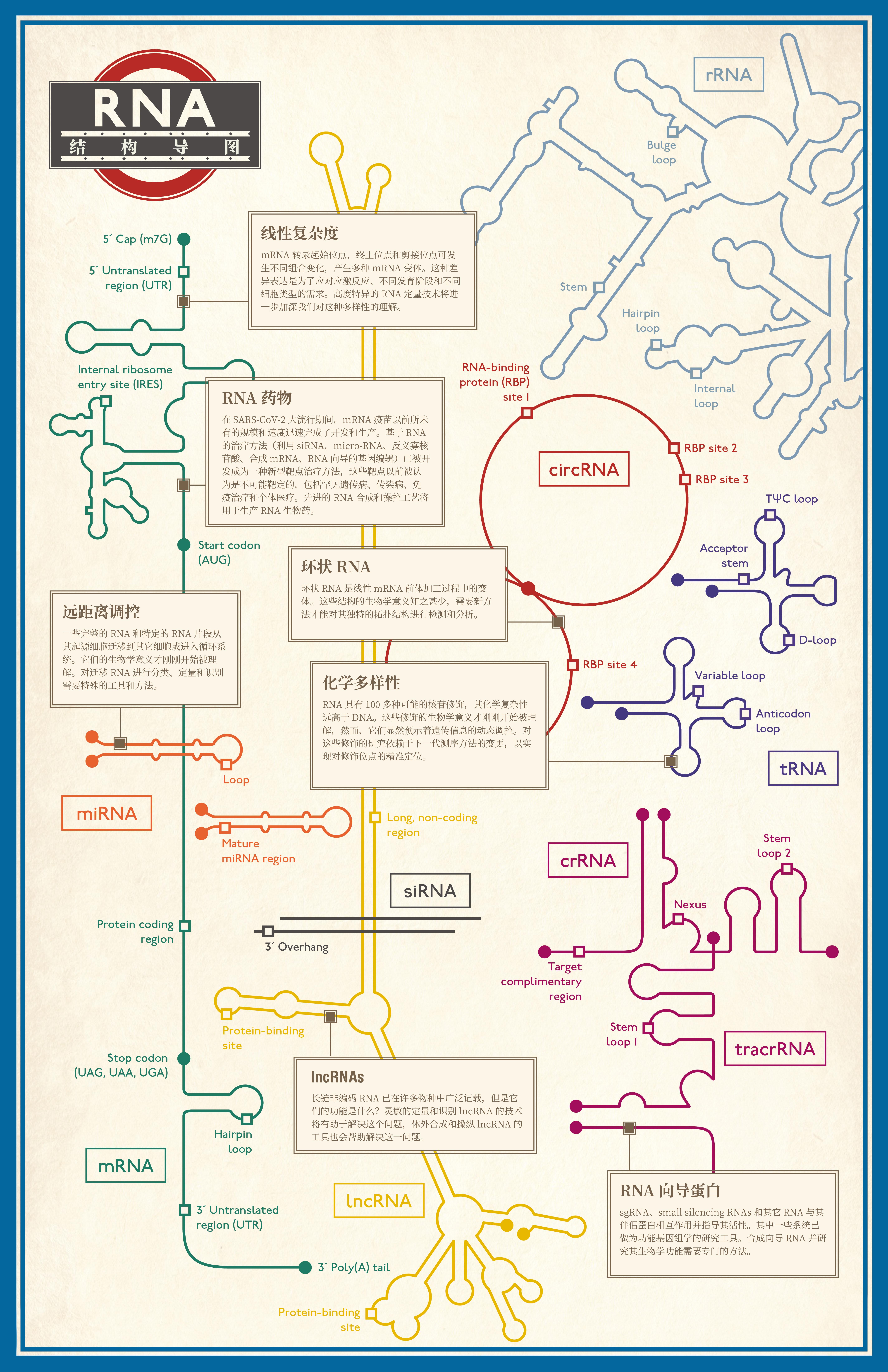 RNA 研究，诺贝尔生理学或医学奖的宠儿 - 知乎