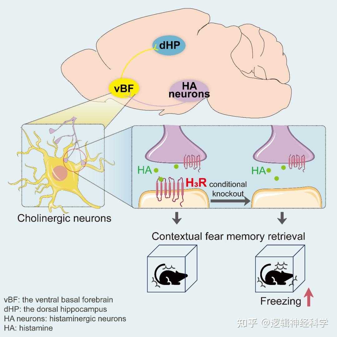 Cell Reports︱浙江大学胡薇薇/陈忠/蒋磊团队揭示组胺H3受体在情景恐惧记忆中的空间特异性作用特征 - 知乎
