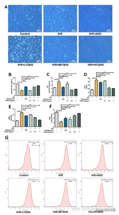 IF10.334|整合网络分析和实验验证揭示益气活血方治疗心肌缺血/再灌注损伤的线粒体自噬相关机制 - 知乎