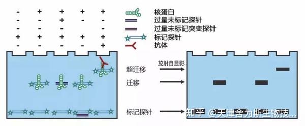 EMSA凝胶阻滞实验原理及报告解析 - 知乎