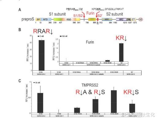 J Virol：两种特殊分子组合或有望阻断95%以上的SARS-CoV-2感染 - 知乎