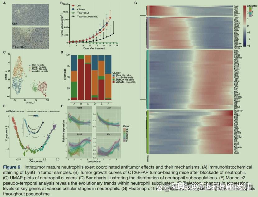 用68Ga177Lu-DOTA-2P(FAPI)2进行FAP靶向放射配体治疗可增强免疫原性，并与PD-L1抑制剂协同作用，提高抗肿瘤疗效 - 知乎