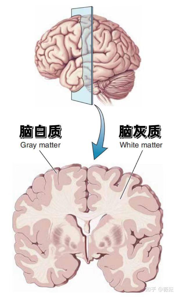 宝宝补脑有方法:dha Na神经酸更全面,童年时光inne全脑dha帮助宝宝头脑“灵光” 知乎