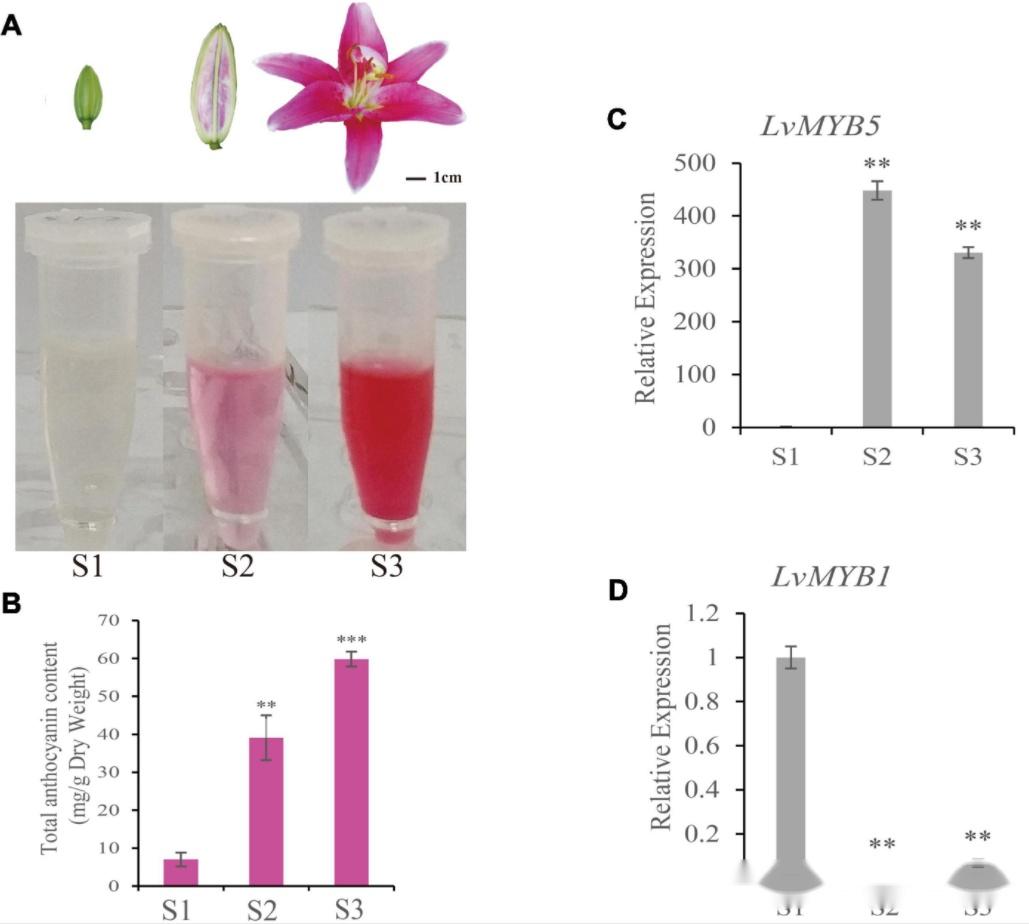 【Front Plant Sci】LvMYB5 和 LvMYB1转录因子调控百合花青素合成 - 知乎